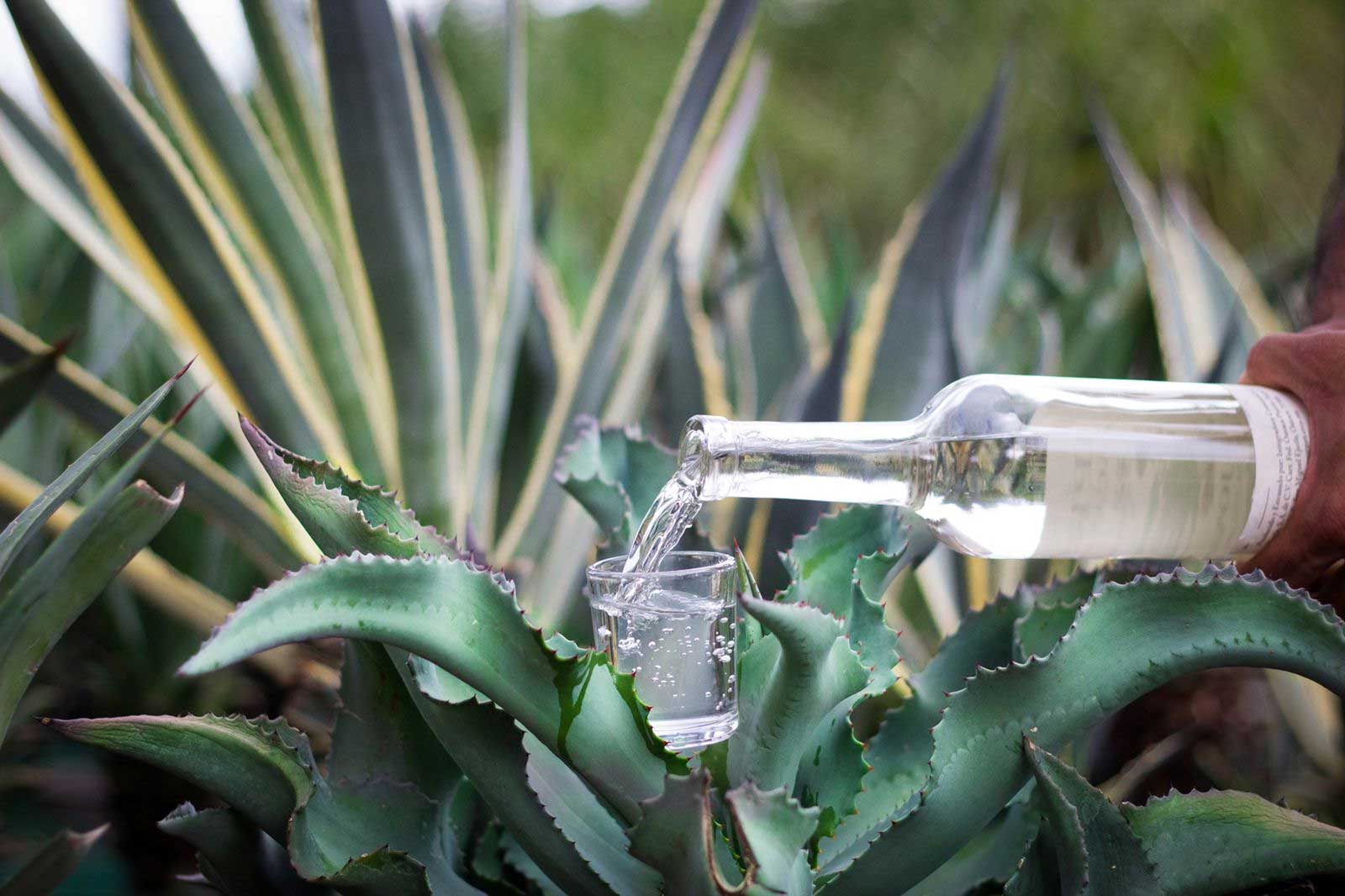 ¿Está En Peligro El Mezcal De Oaxaca? - Licorea.ES